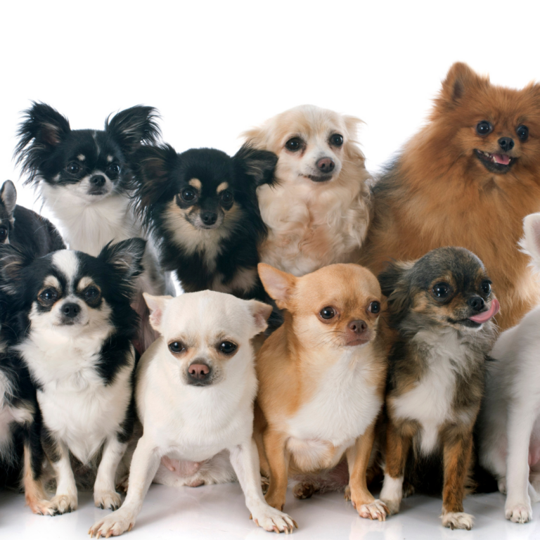 Make a Dogs Day - Blog - Wellington Square